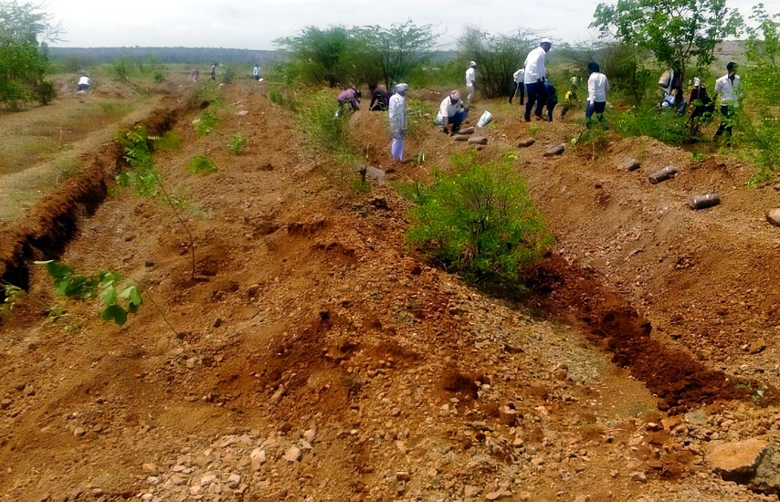 Tree Plantation Drive