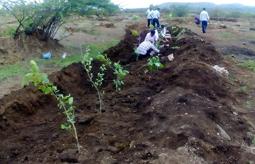 Tree Plantation Drive