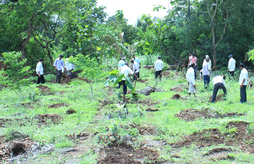 Tree Plantation Drive