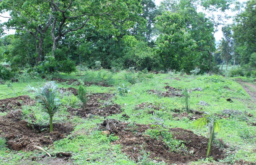 Tree Plantation Drive