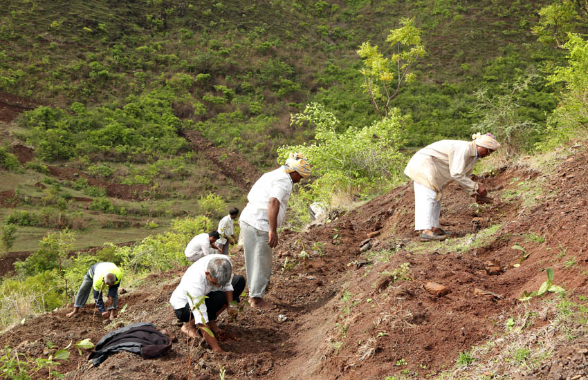 Tree Plantation Drive